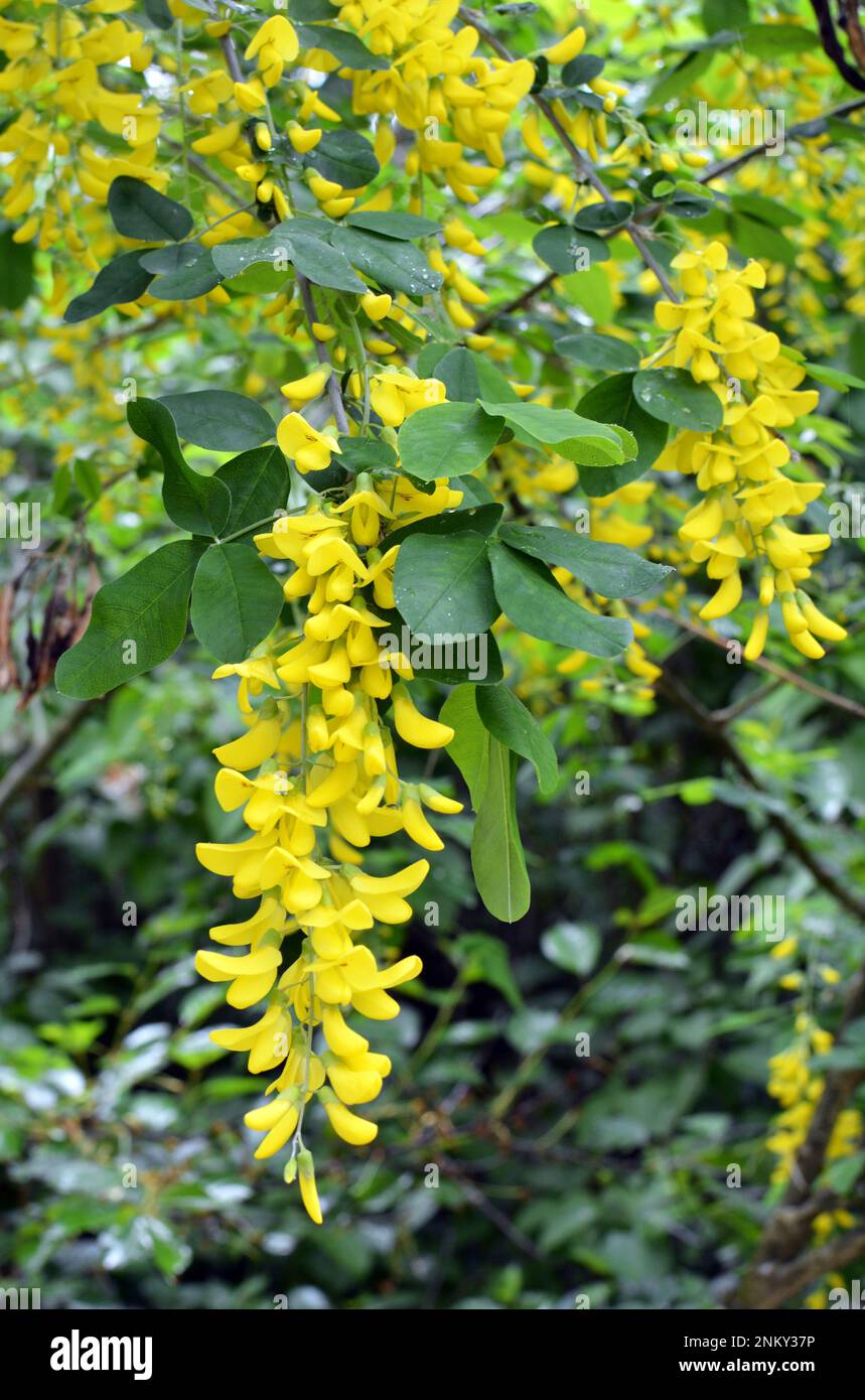 In spring, an ornamental laburnum bush blooms in nature Stock Photo - Alamy
