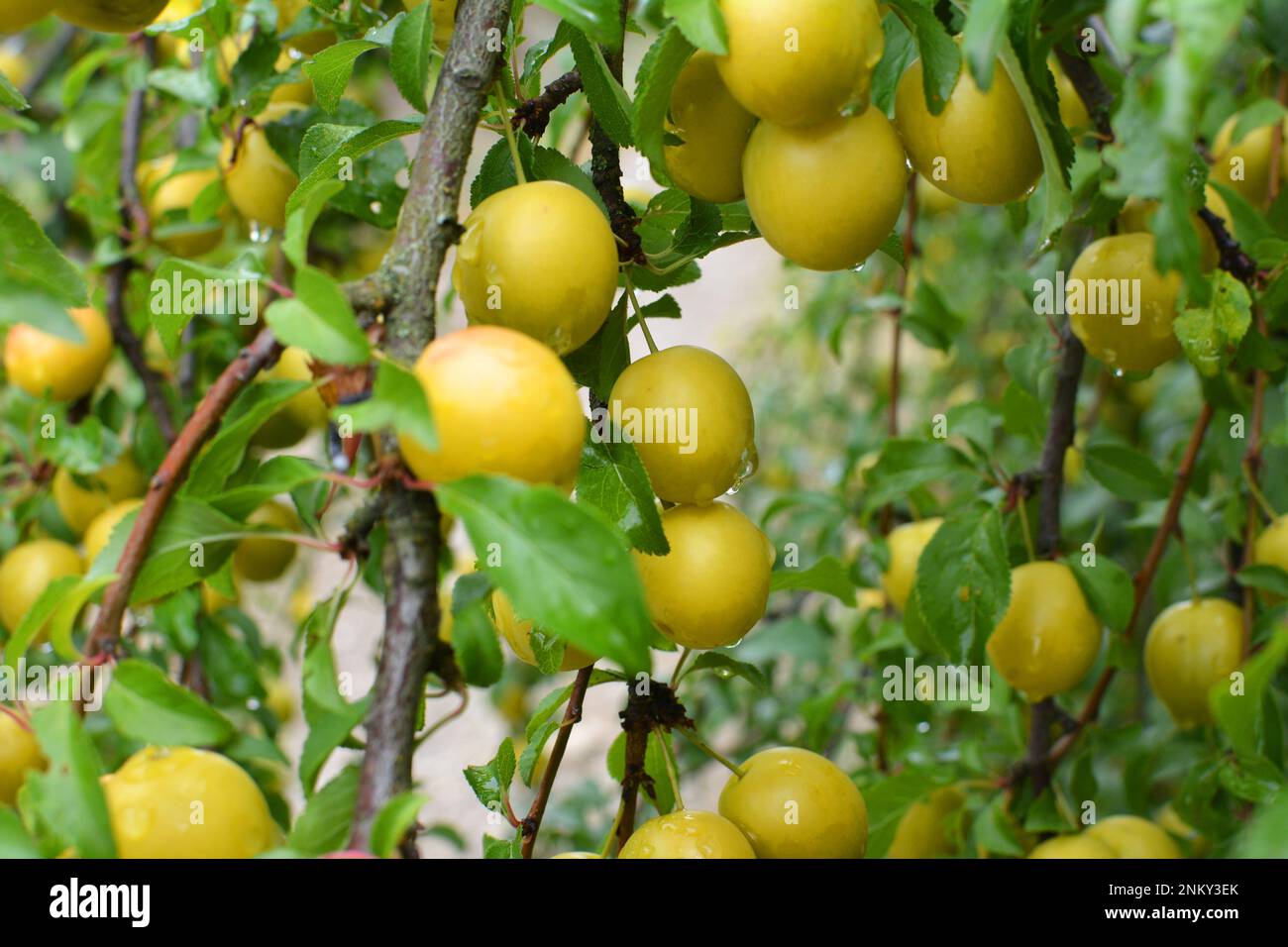 On the branches of the tree ripen fruits of cherry-plum (Prunus ...