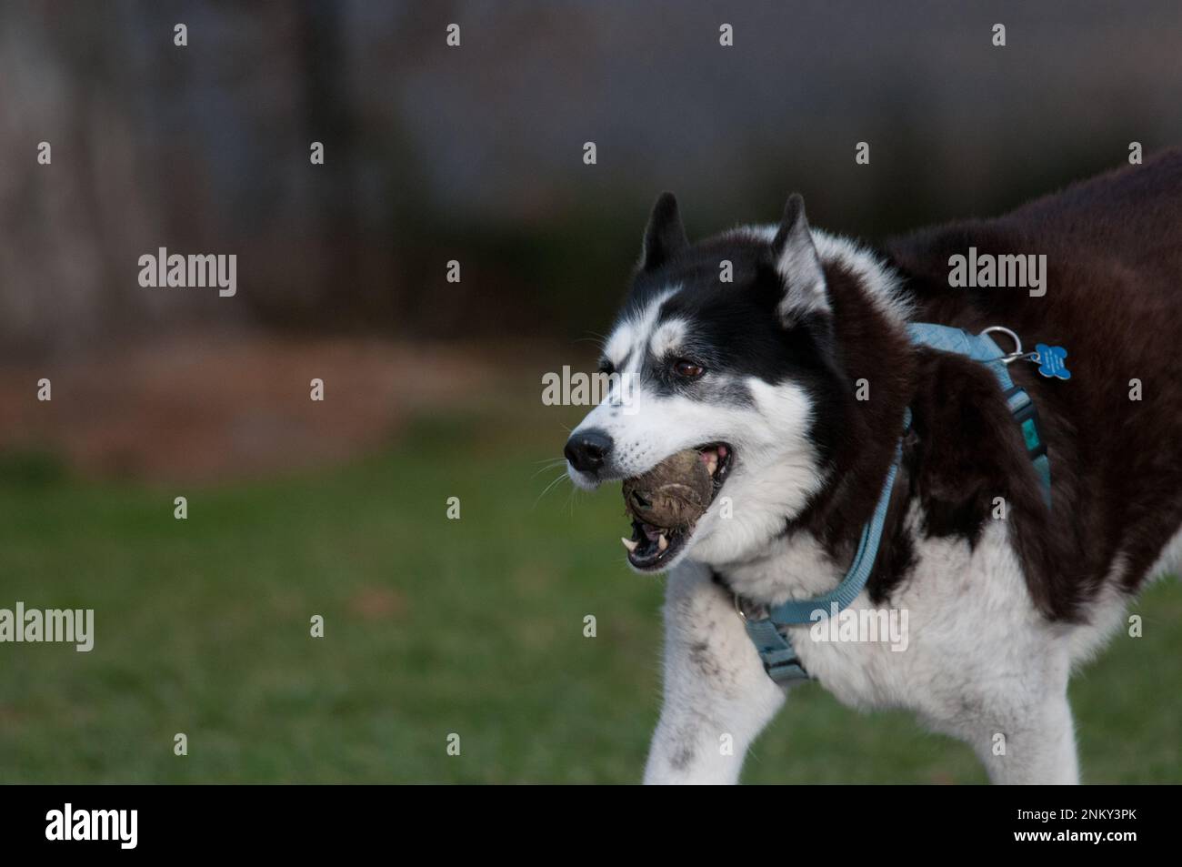 Husky dog running with a ball Stock Photo - Alamy