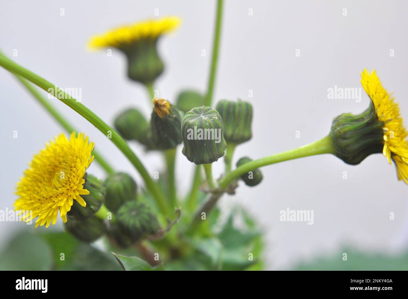 Asper grass hi-res stock photography and images - Alamy
