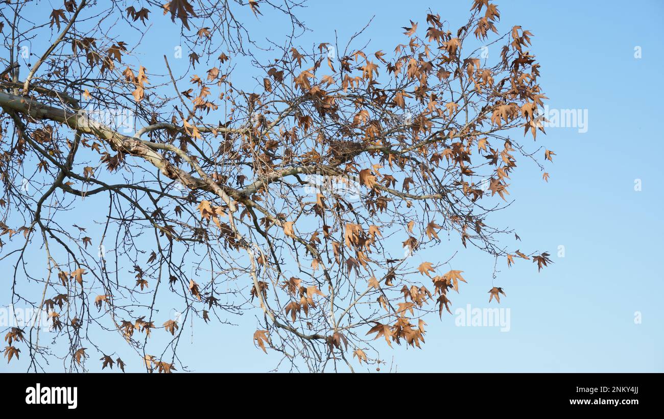 Chestnut tree (Aesculus hippocastanum) in the winter, leaves are dry ...