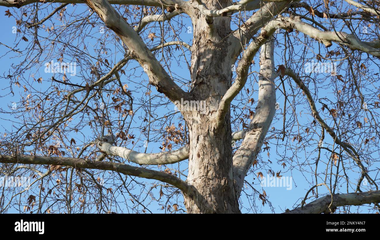 Chestnut tree (Aesculus hippocastanum) in the winter, leaves are dry ...