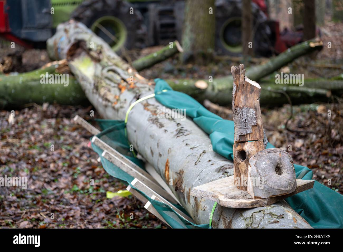 Tree cavities hi-res stock photography and images - Alamy