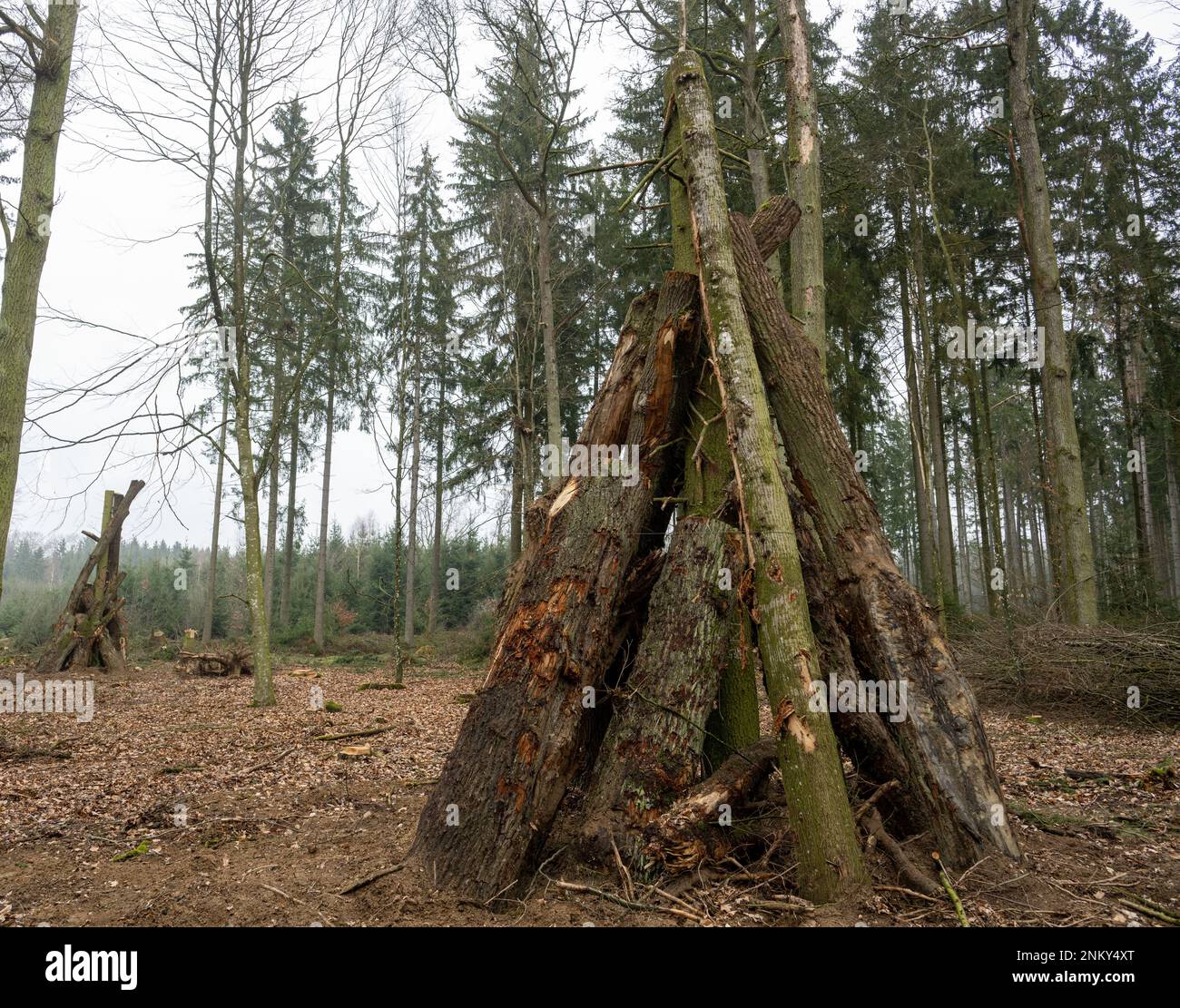 Ulm, Germany. 24th Feb, 2023. In a forest, parts of felled trees are ...