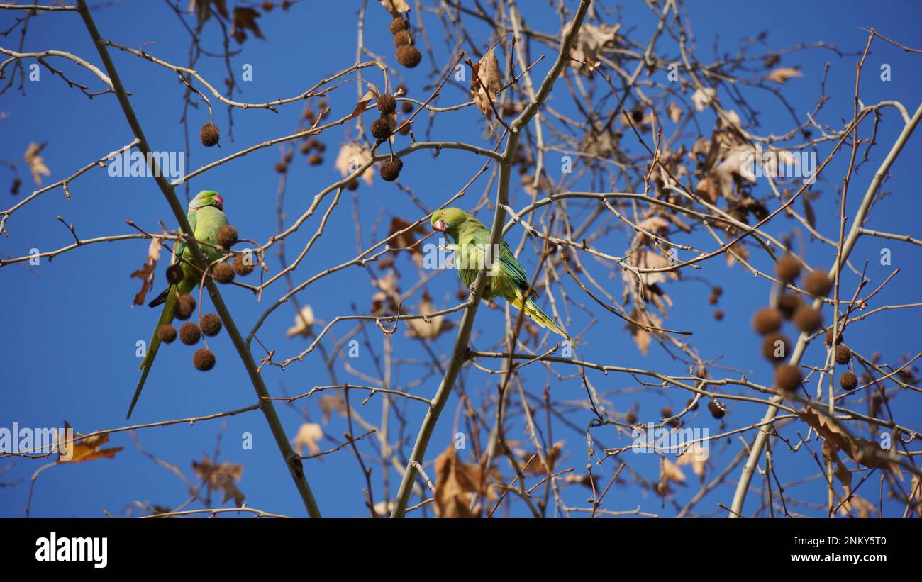 Monk parakeet - wild green parrots on Chestnut tree in the winter Stock ...