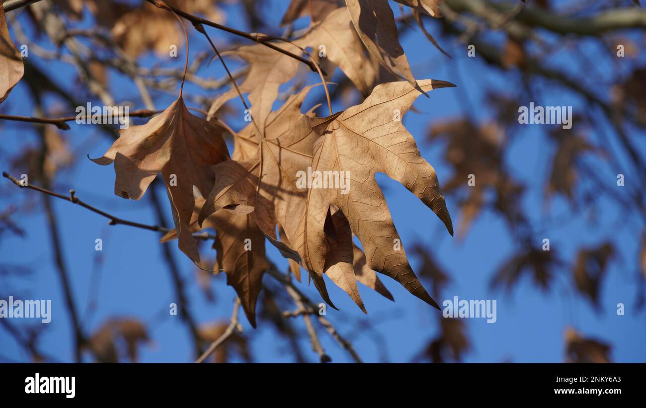 Chestnut leaves in winter time. Detail of a chestnut tree branch in ...