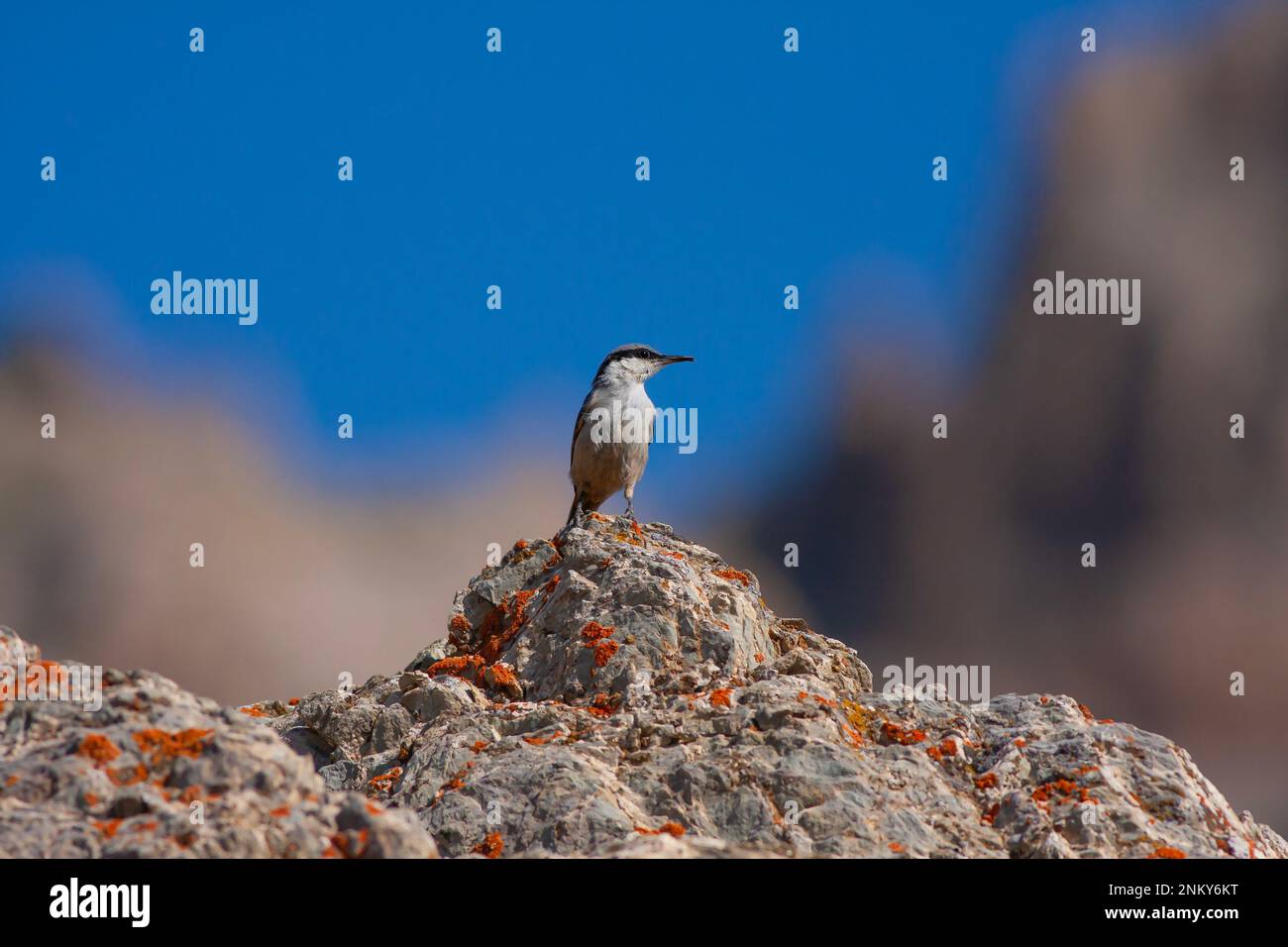 little bird watching around on the stone, Western Rock Nuthatch, Sitta ...