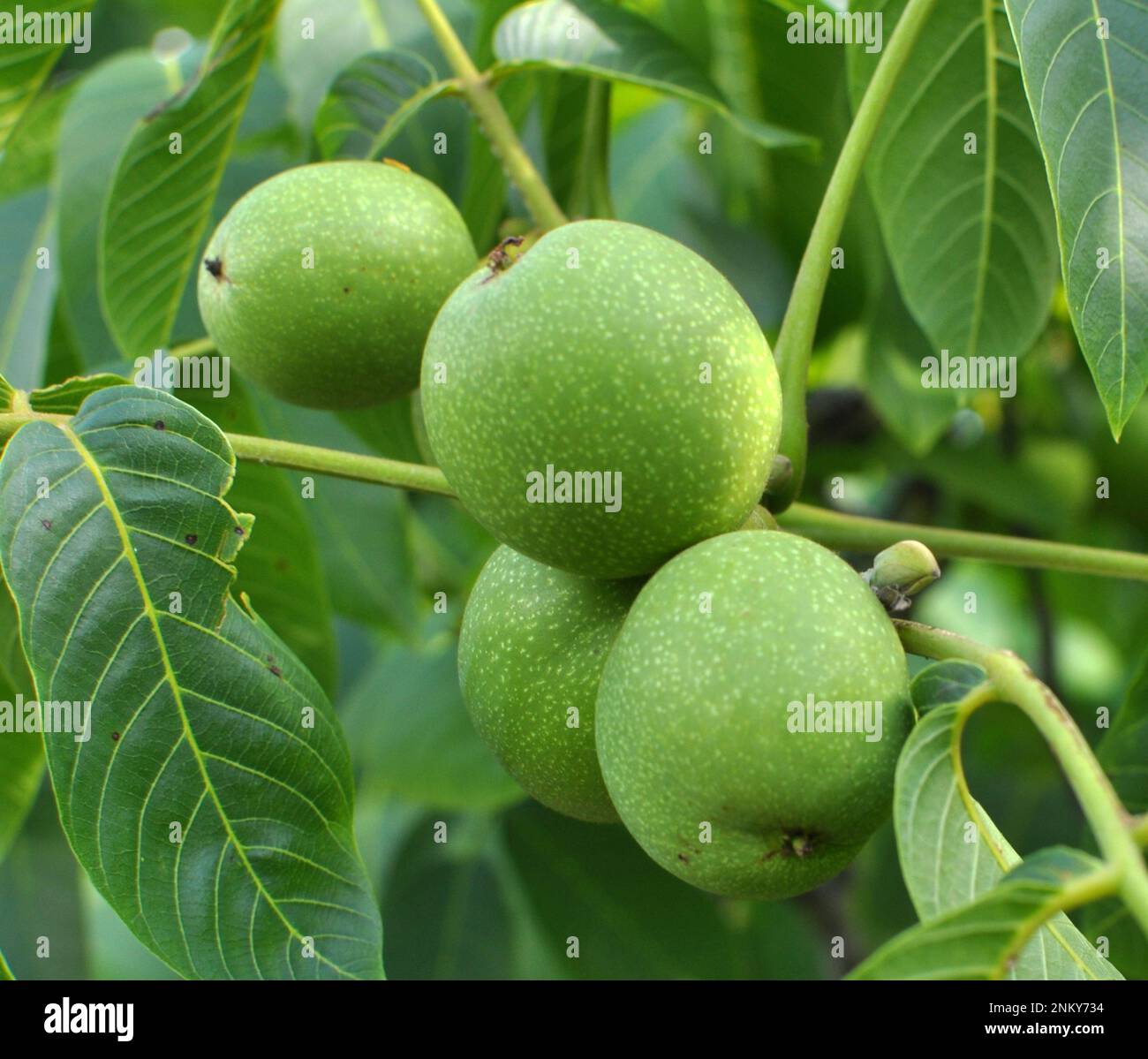 Walnut shell texture hi-res stock photography and images - Alamy