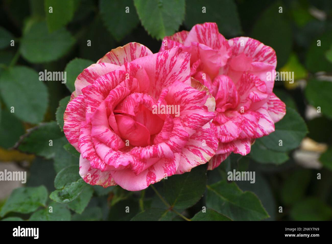 Garden red roses hi-res stock photography and images - Alamy