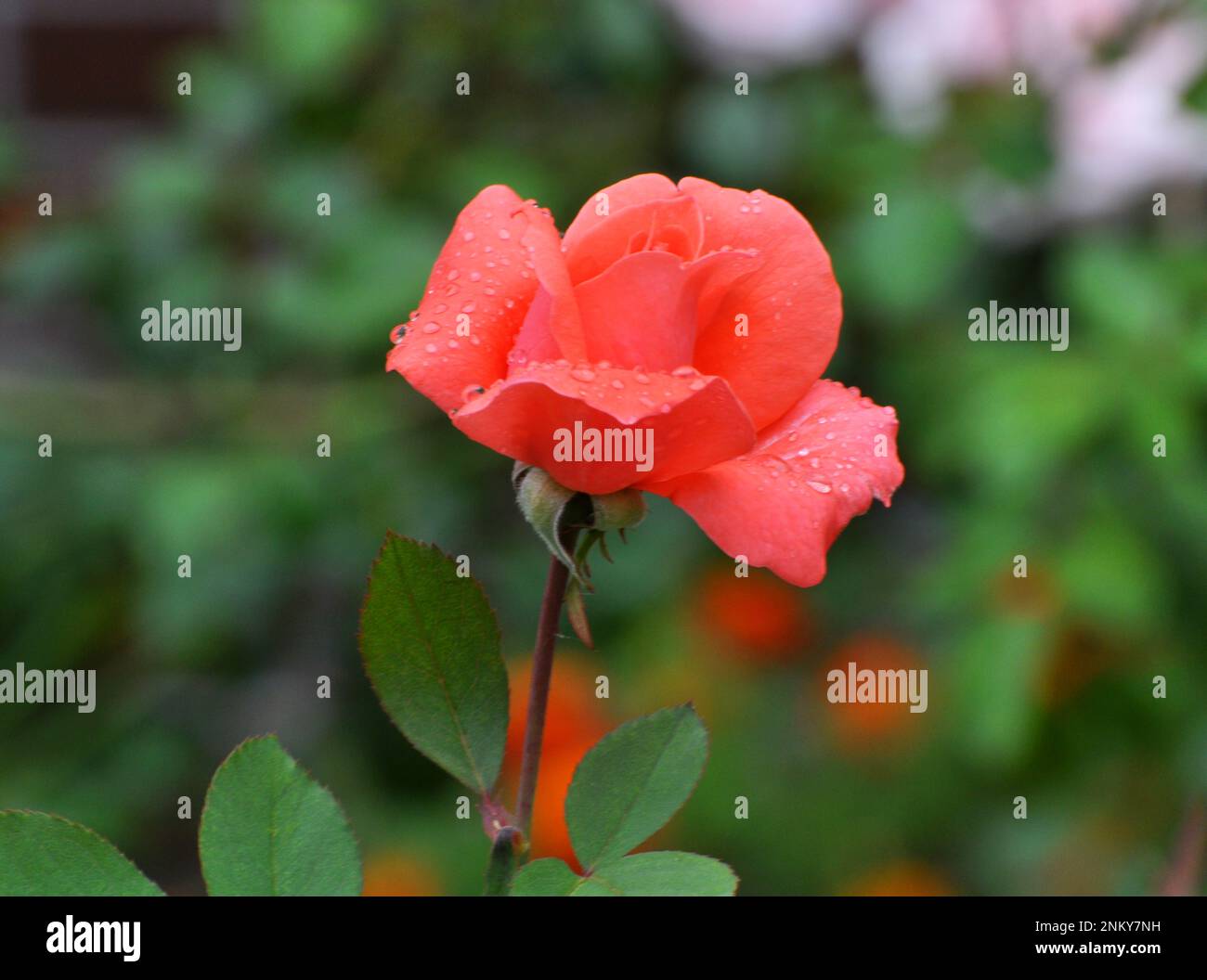 Garden red roses hi-res stock photography and images - Alamy