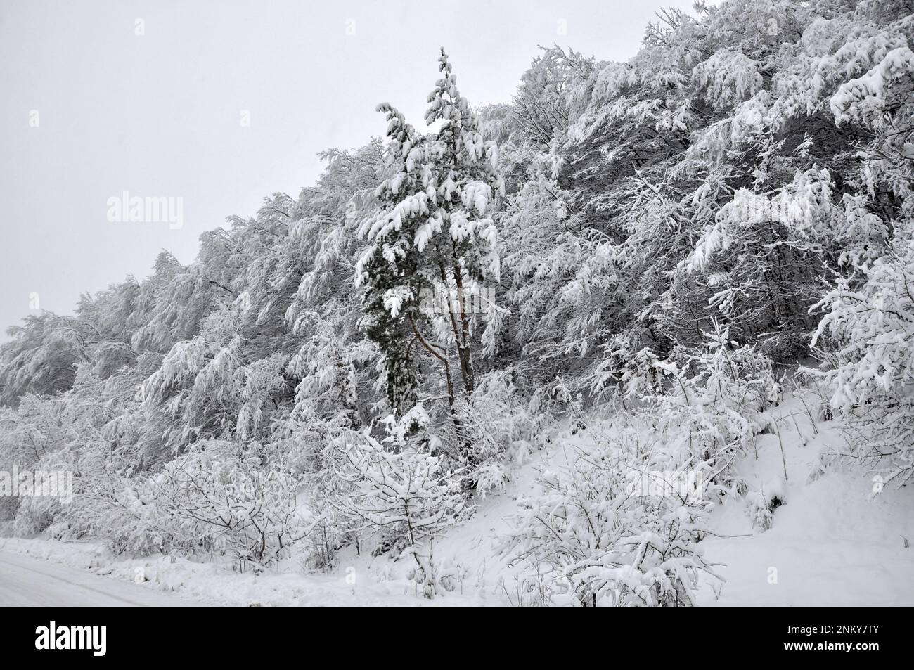 Snowfall nature hi-res stock photography and images - Alamy
