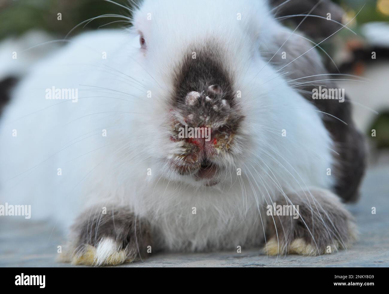 Home rabbit patient with viral myxomatosis disease Stock Photo - Alamy