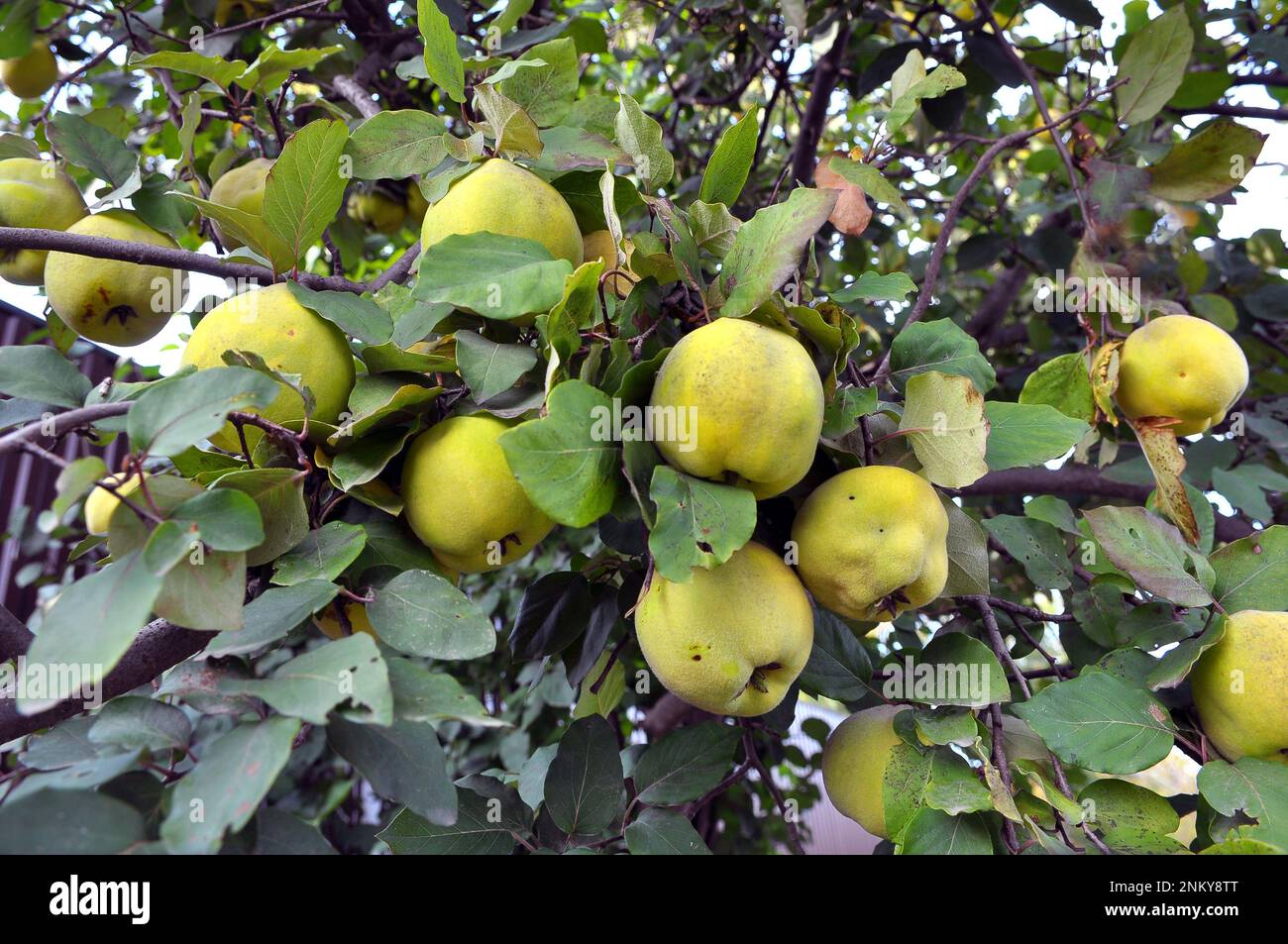 Quince (Cydonia oblonga) fruits ripen on the branch of the bush Stock ...
