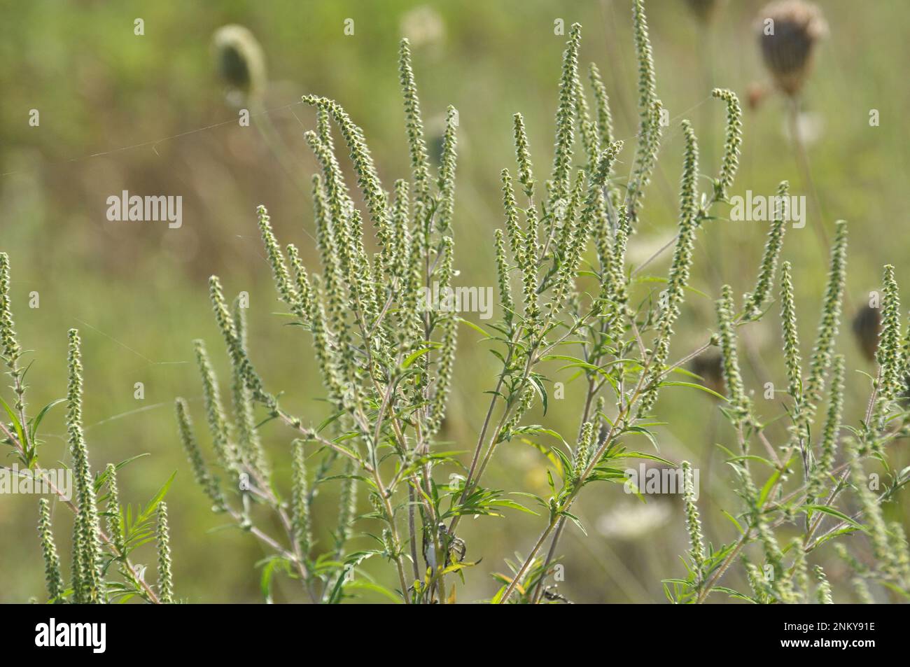 In summer, ragweed (Ambrosia artemisiifolia) grows in the wild Stock ...