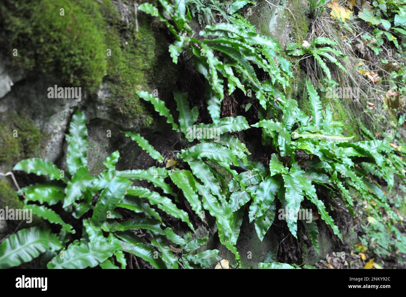 In the wild, ferns of Asplenium scolopendrium grow in the forest Stock ...