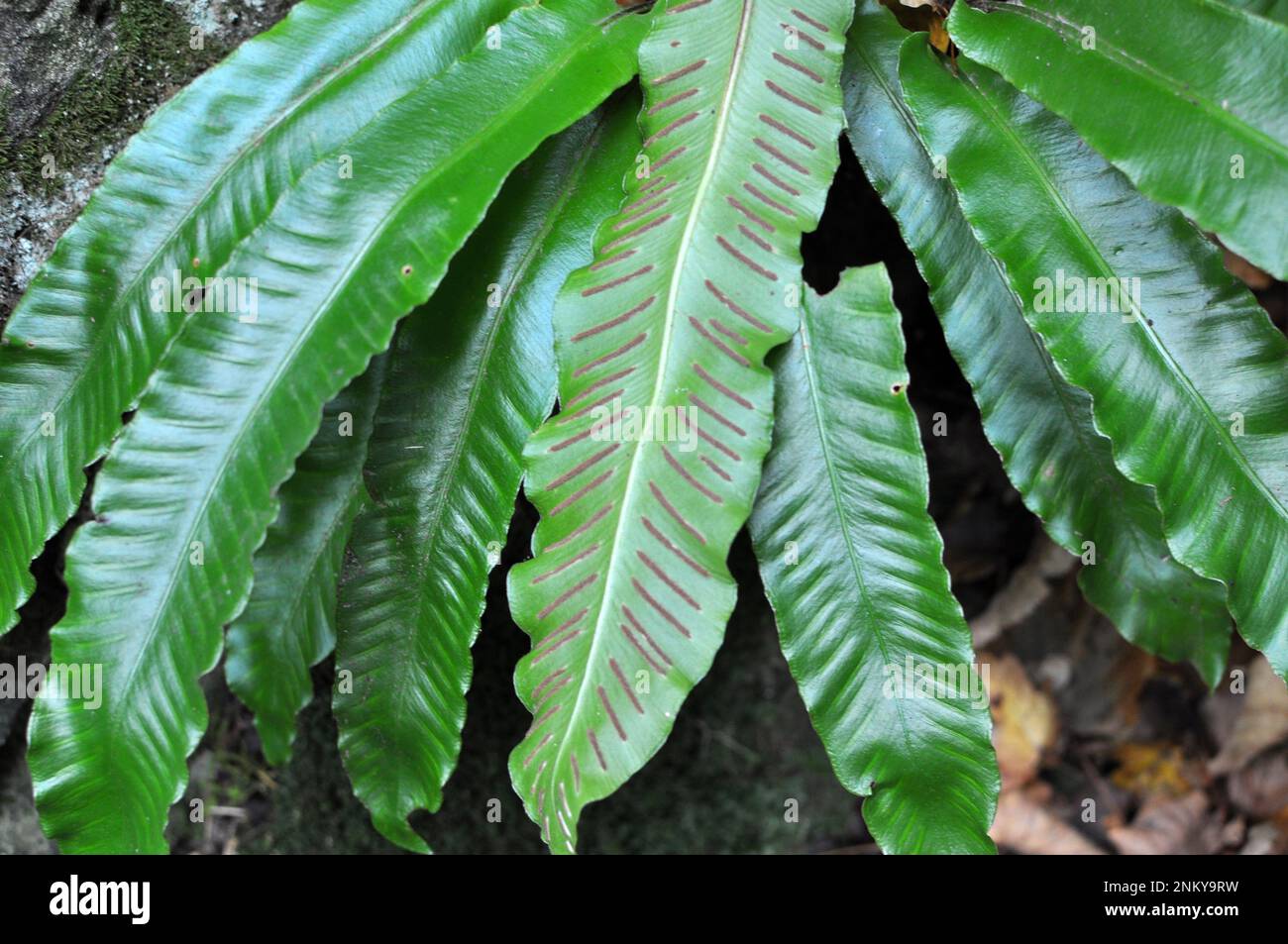 In the wild, ferns of Asplenium scolopendrium grow in the forest Stock ...