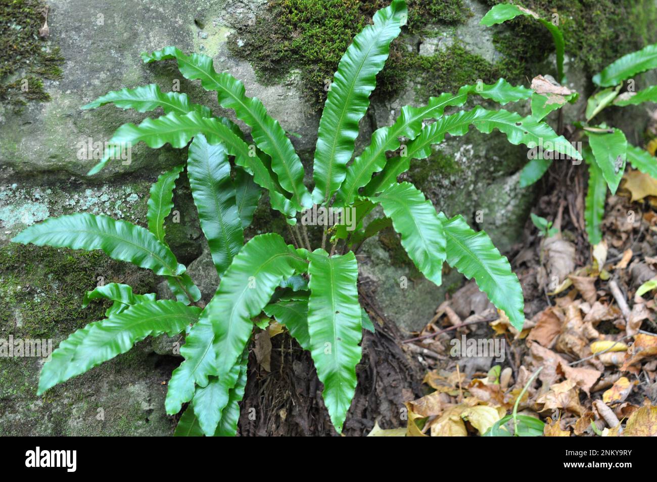 In the wild, ferns of Asplenium scolopendrium grow in the forest Stock ...