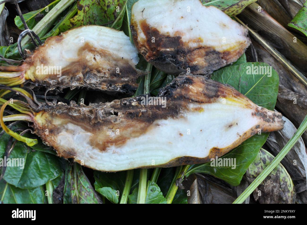 Ripe fodder beetroot affected by root rot Stock Photo - Alamy