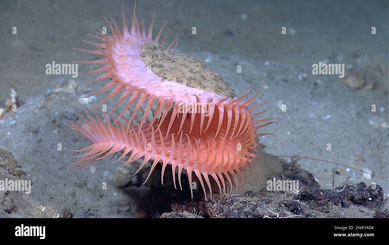 Venus flytrap sea anemone (Actinoscyphia aurelia), in the northern Gulf ...
