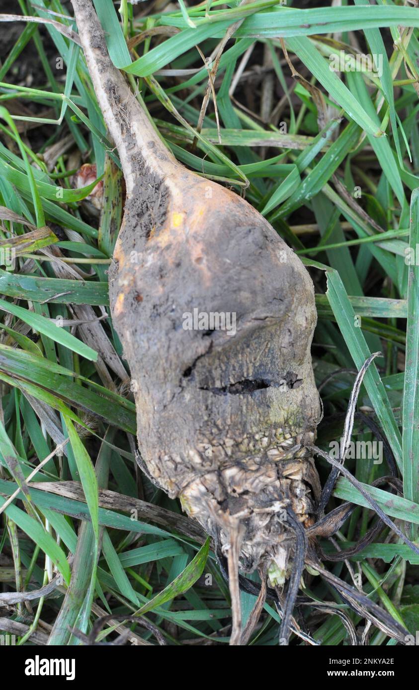 Fodder beet diseases hi-res stock photography and images - Alamy