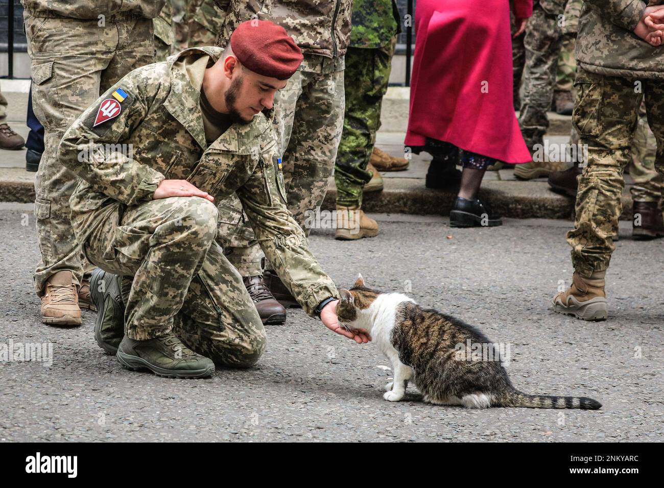 Cute cat soldier hi-res stock photography and images - Alamy