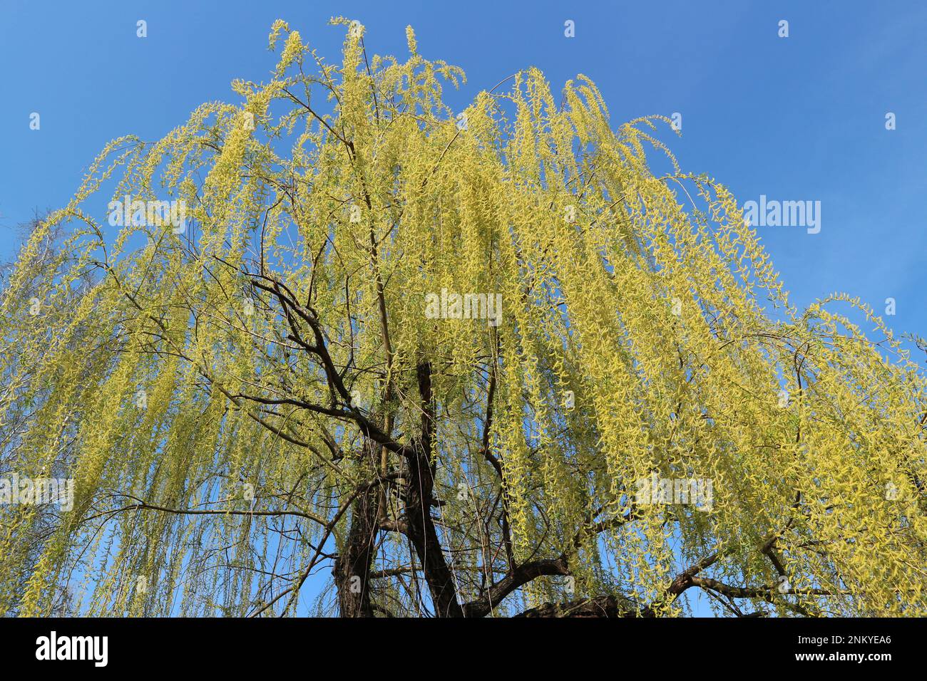 Yellow weeping willow tree on hi-res stock photography and images - Alamy