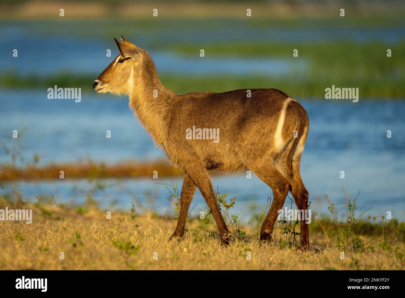 Waterbuck at riverbank hi-res stock photography and images - Alamy