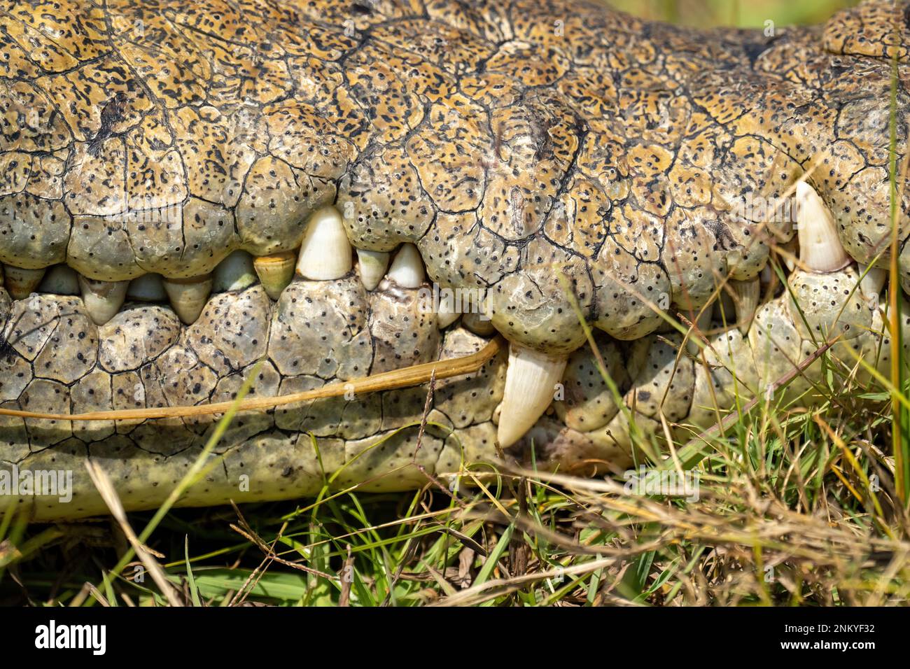 Close-up of Nile crocodile teeth in sunshine Stock Photo - Alamy