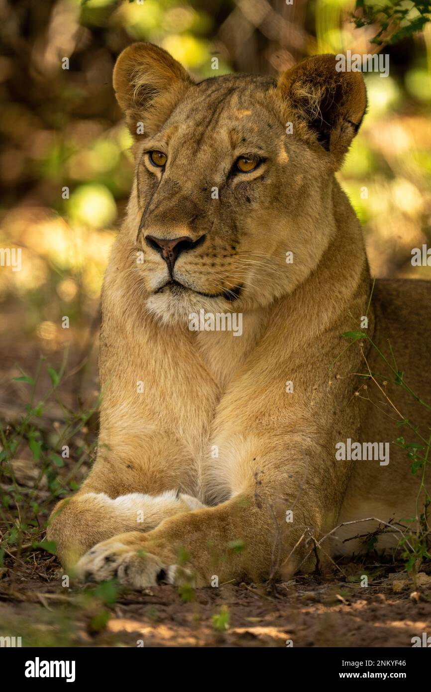 Close-up of lioness in shade scanning horizon Stock Photo - Alamy