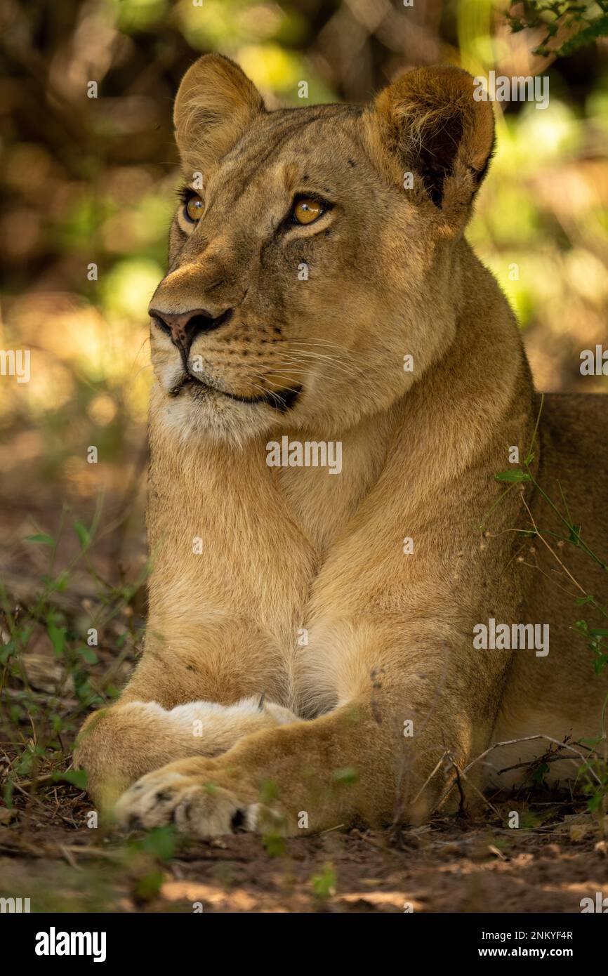 Close-up of lioness in shade looking up Stock Photo - Alamy