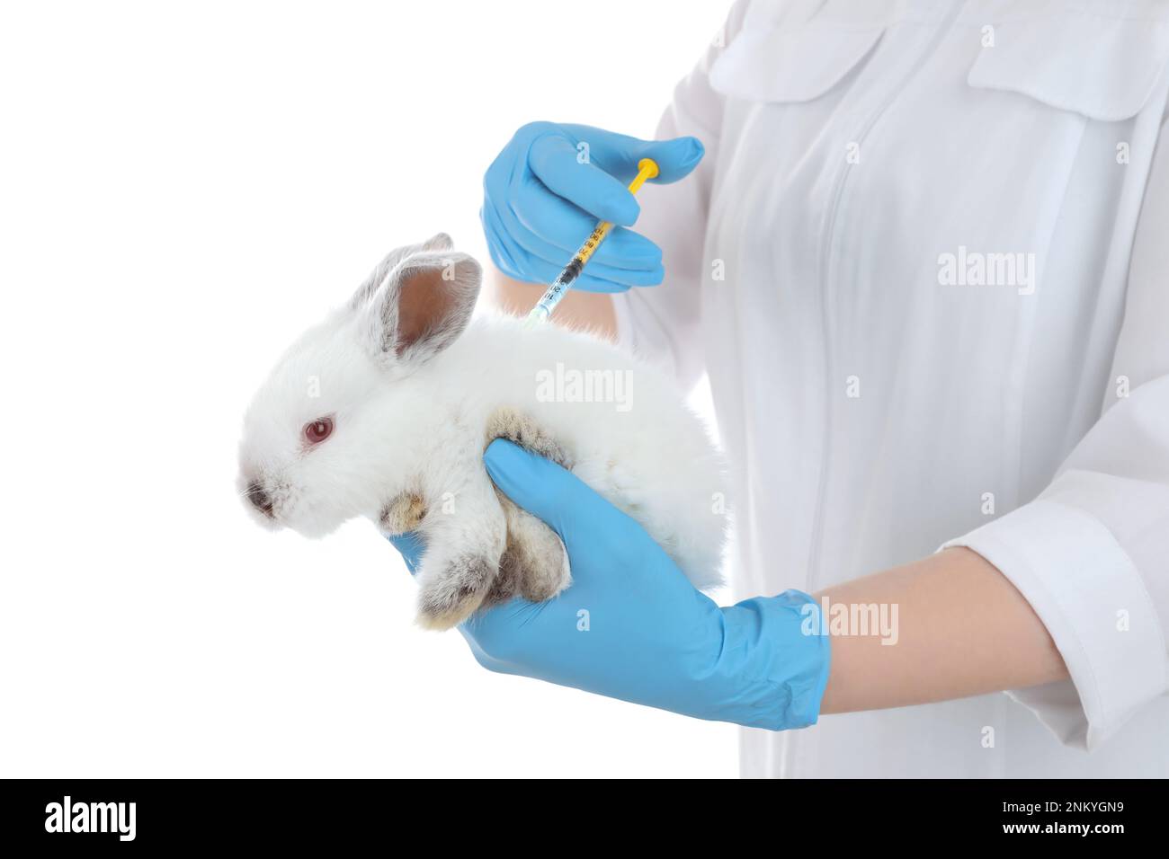 Scientist with syringe and rabbit on white background, closeup. Animal ...