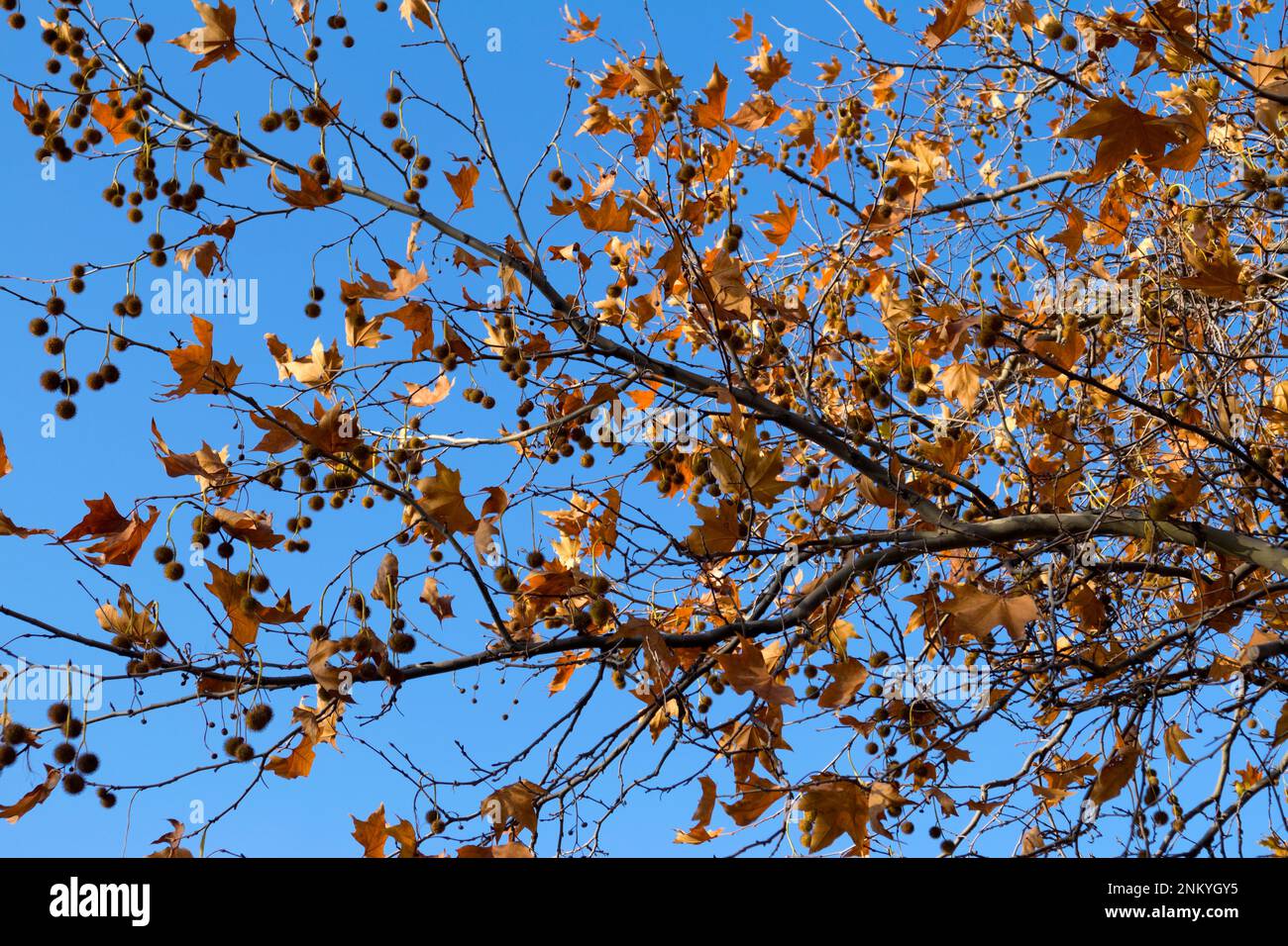 Orange leaves and fruits on a branch of plane tree on blue sky ...