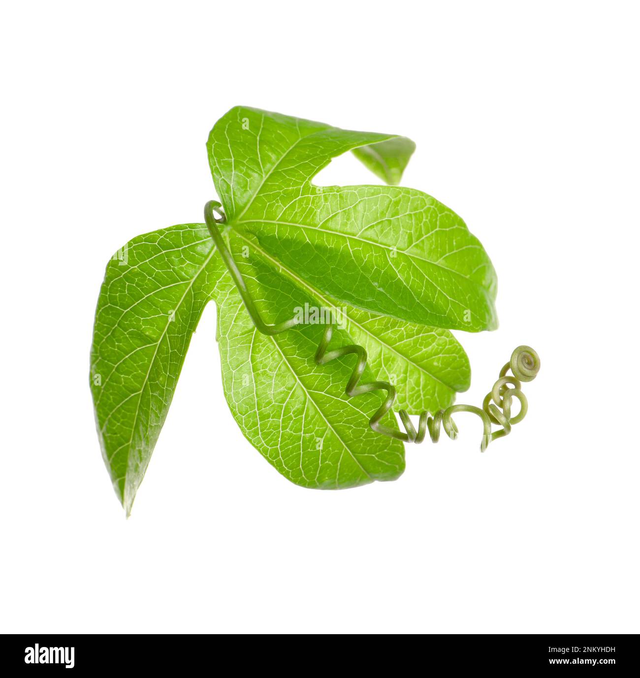 Passiflora leaf isolated on white. Passion fruit plant Stock Photo - Alamy