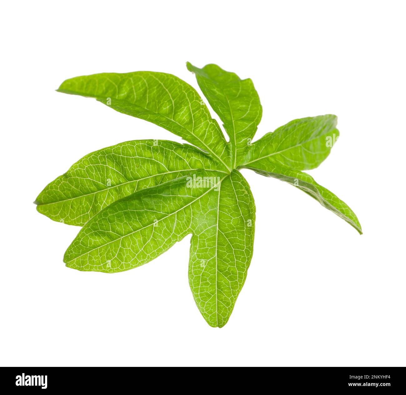 Passiflora leaf isolated on white. Passion fruit plant Stock Photo - Alamy
