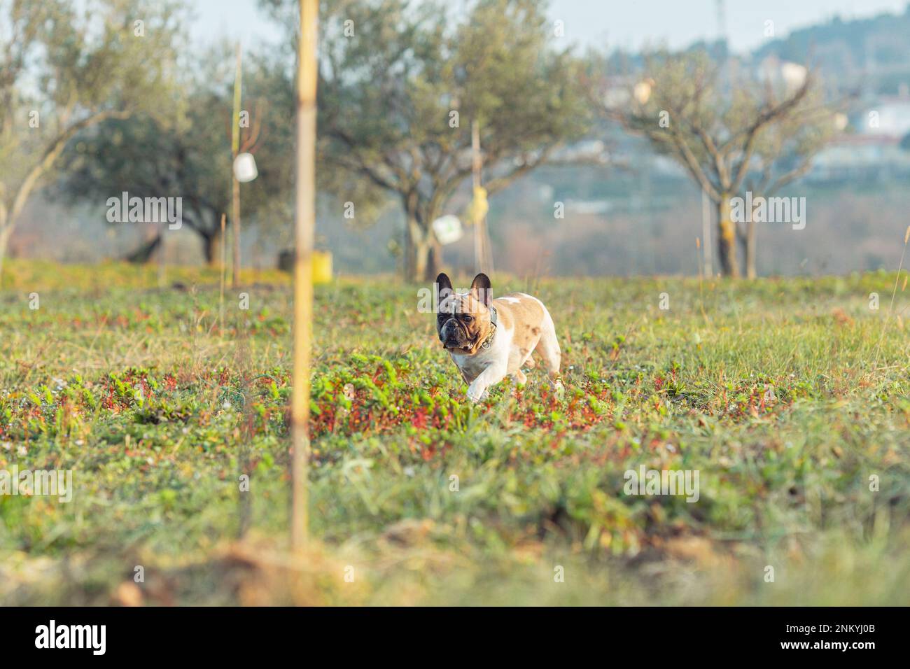 A French Bulldog is walking through a lush green field, surrounded by ...