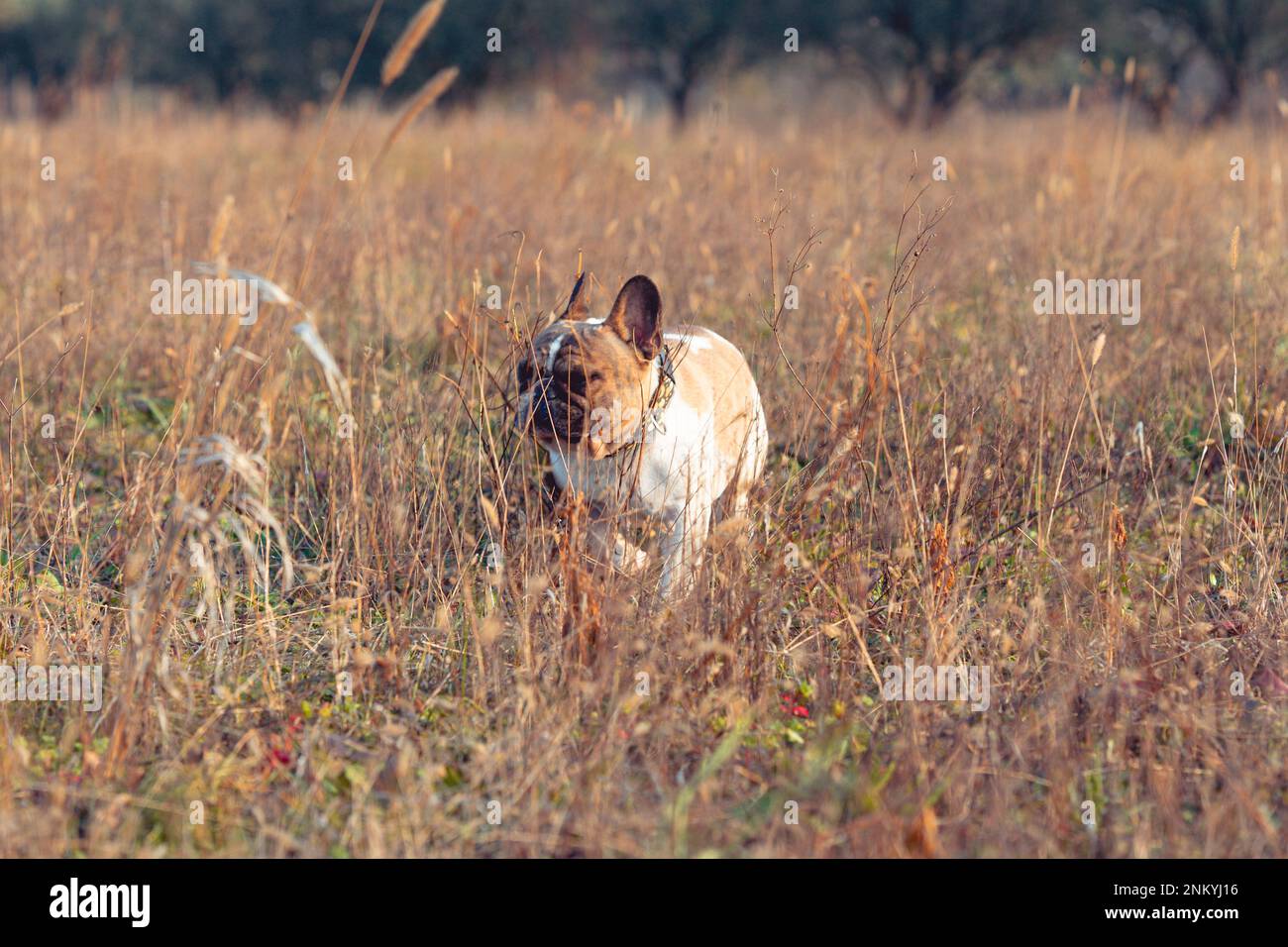 Small French Bulldog running joyously in a lush grassy meadow Stock ...