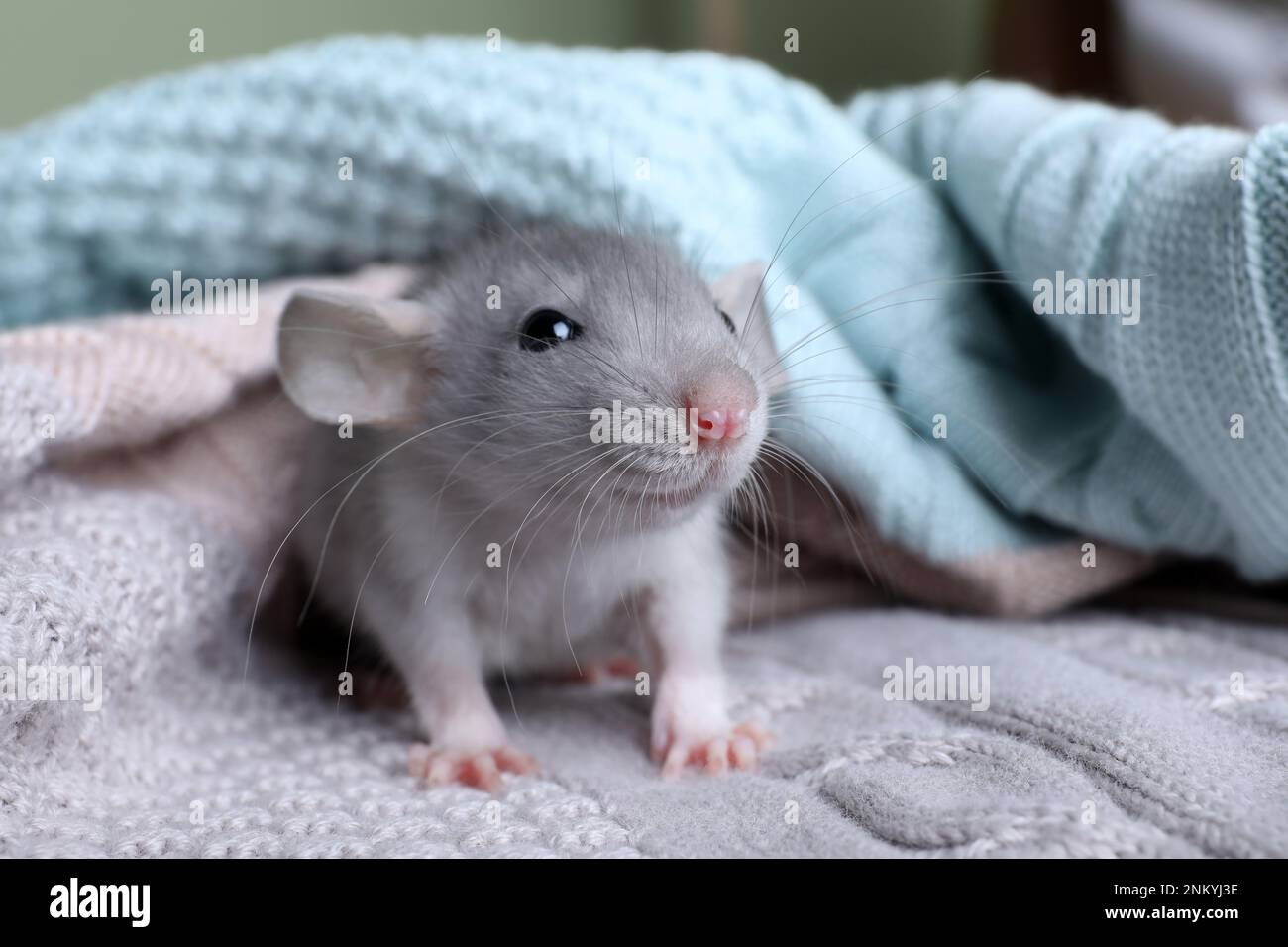 Cute small rat on soft knitted plaid, closeup Stock Photo - Alamy