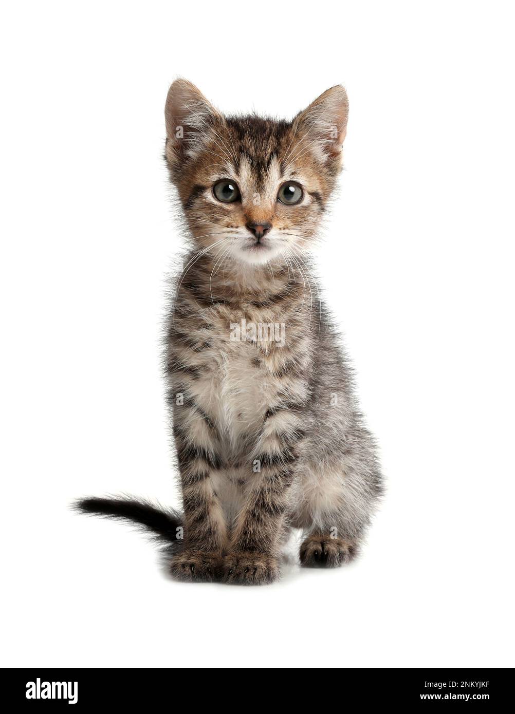Cute little kitten sitting on white background Stock Photo - Alamy