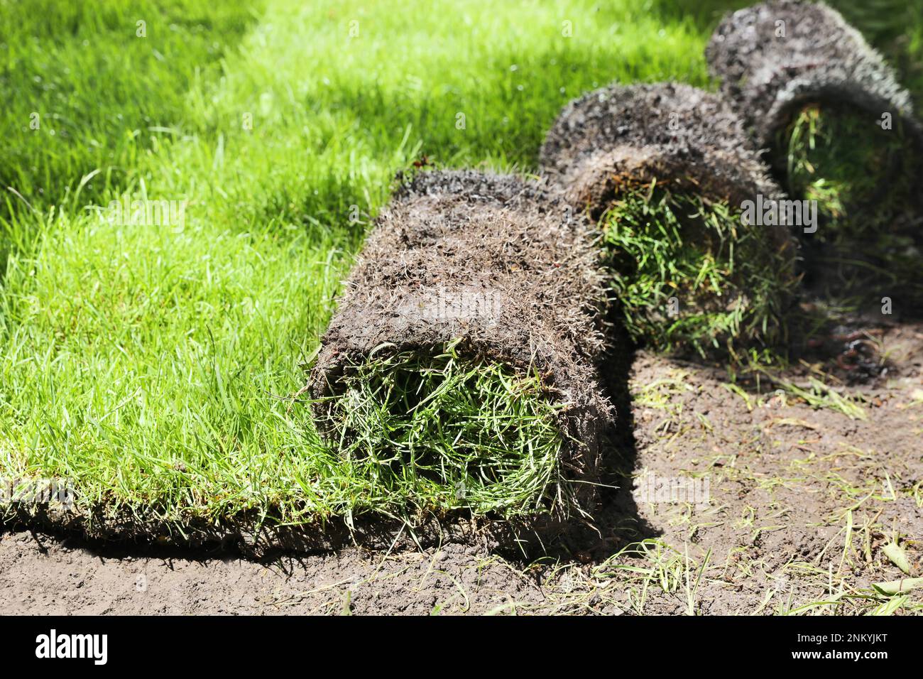 Rolled grass sod on ground in garden Stock Photo - Alamy