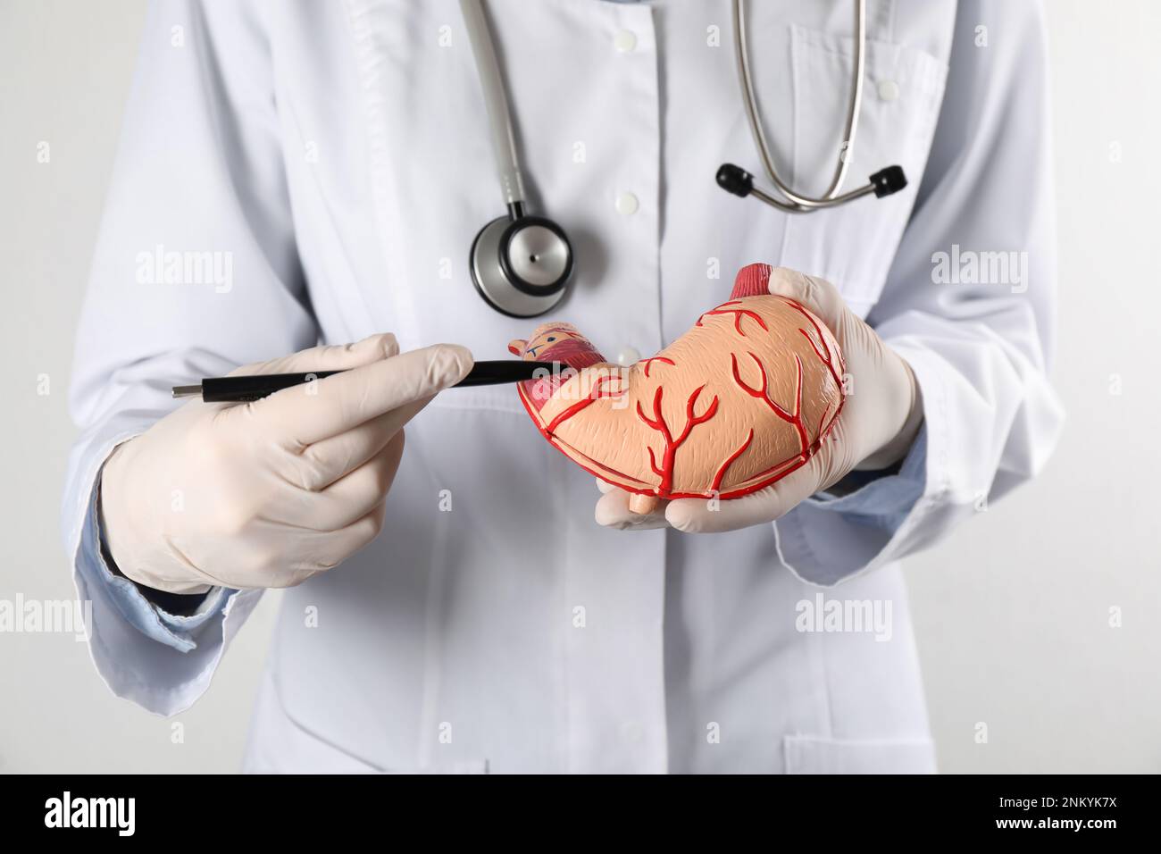 Gastroenterologist showing human stomach model on white background ...