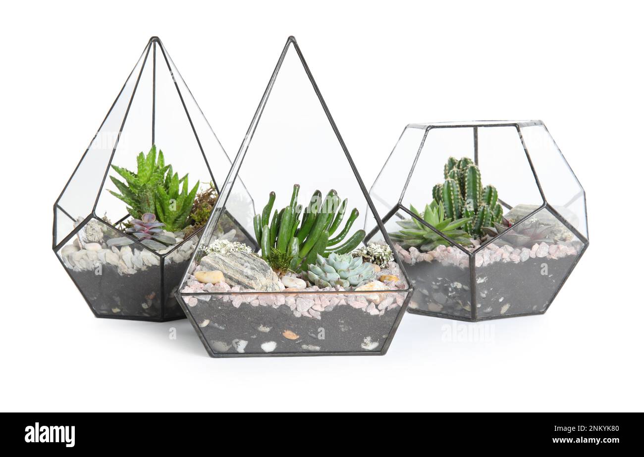Glass florarium vases with succulents on white background Stock Photo ...