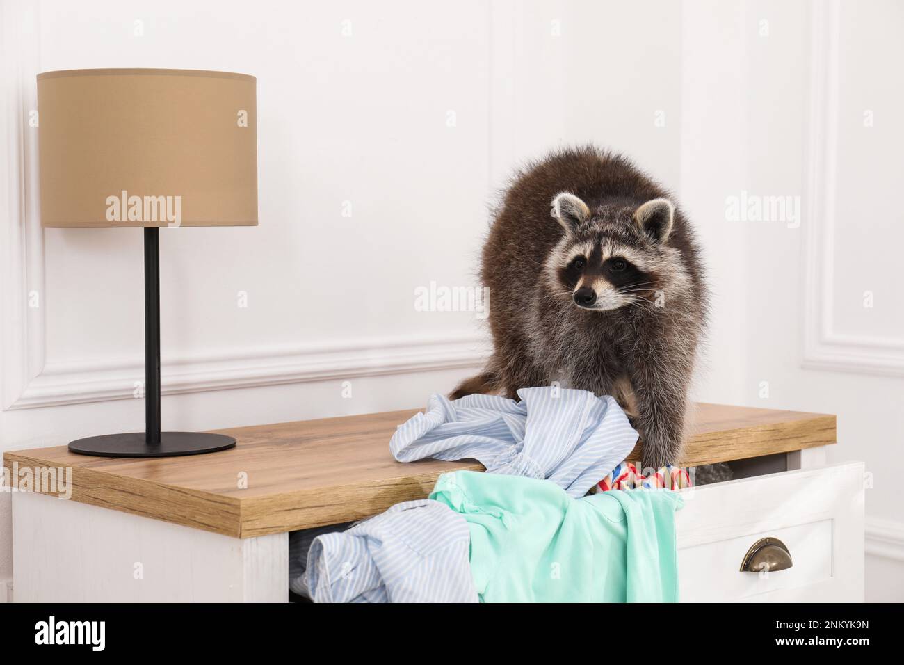 Cute mischievous raccoon playing with clothes on dresser indoors Stock ...