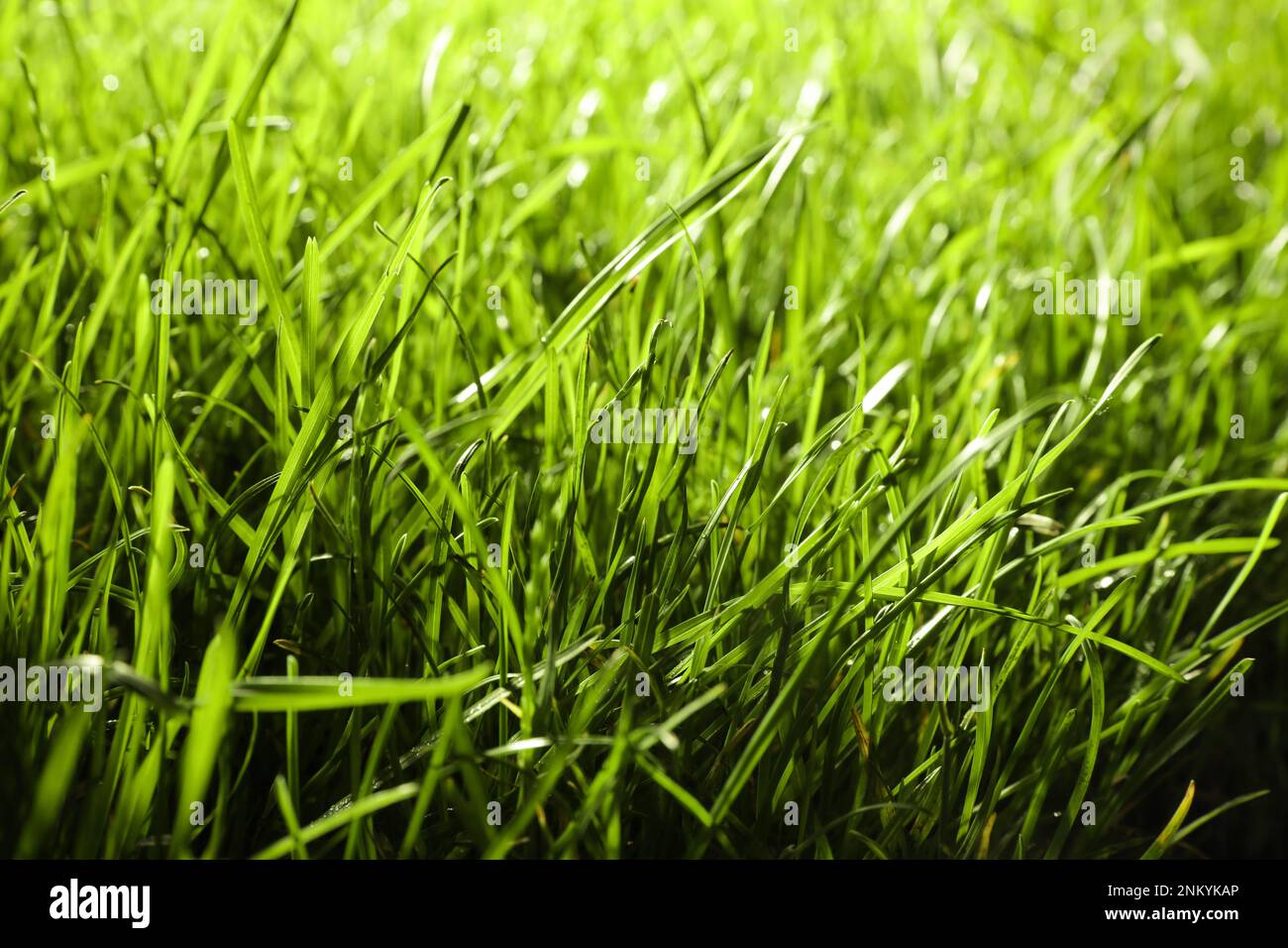 Beautiful lush green grass as background, closeup Stock Photo - Alamy