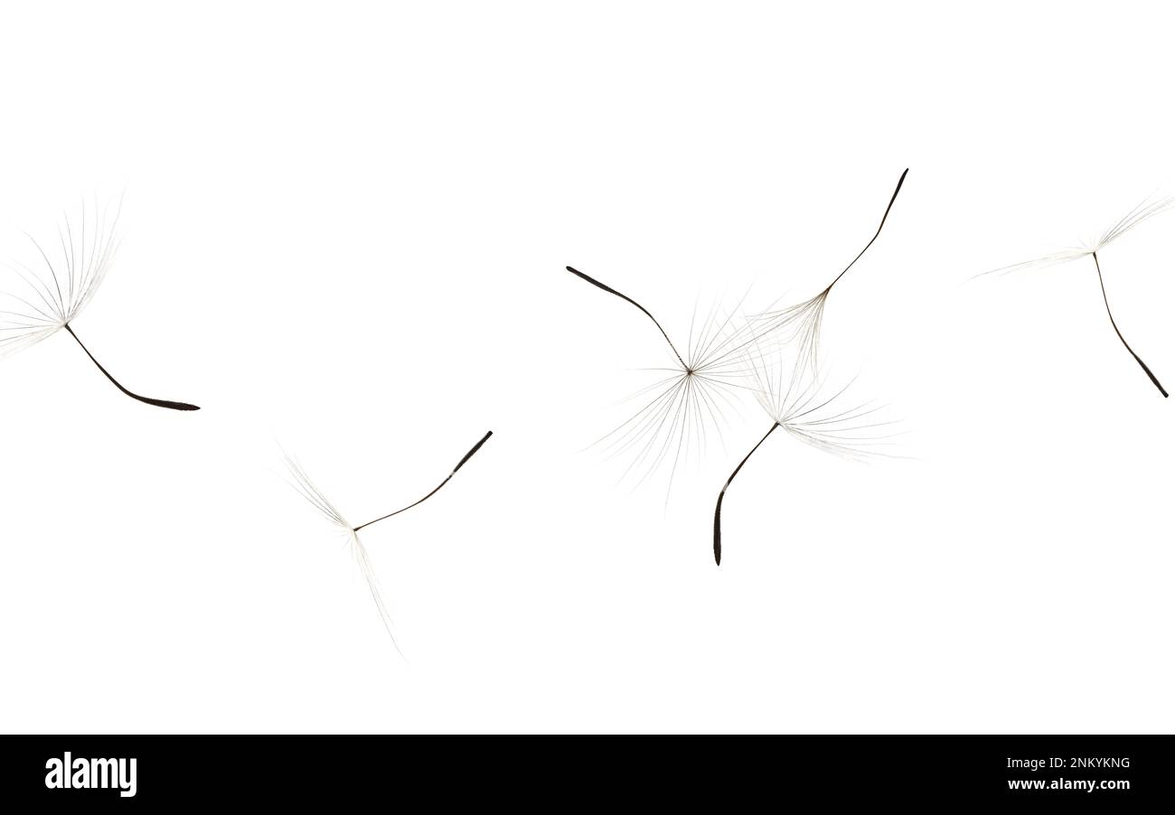 Many dandelion seeds flying on white background Stock Photo - Alamy