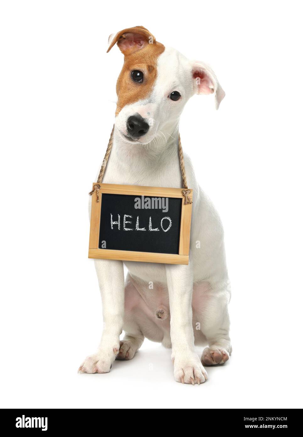 Adorable dog with Hello sign on white background Stock Photo - Alamy