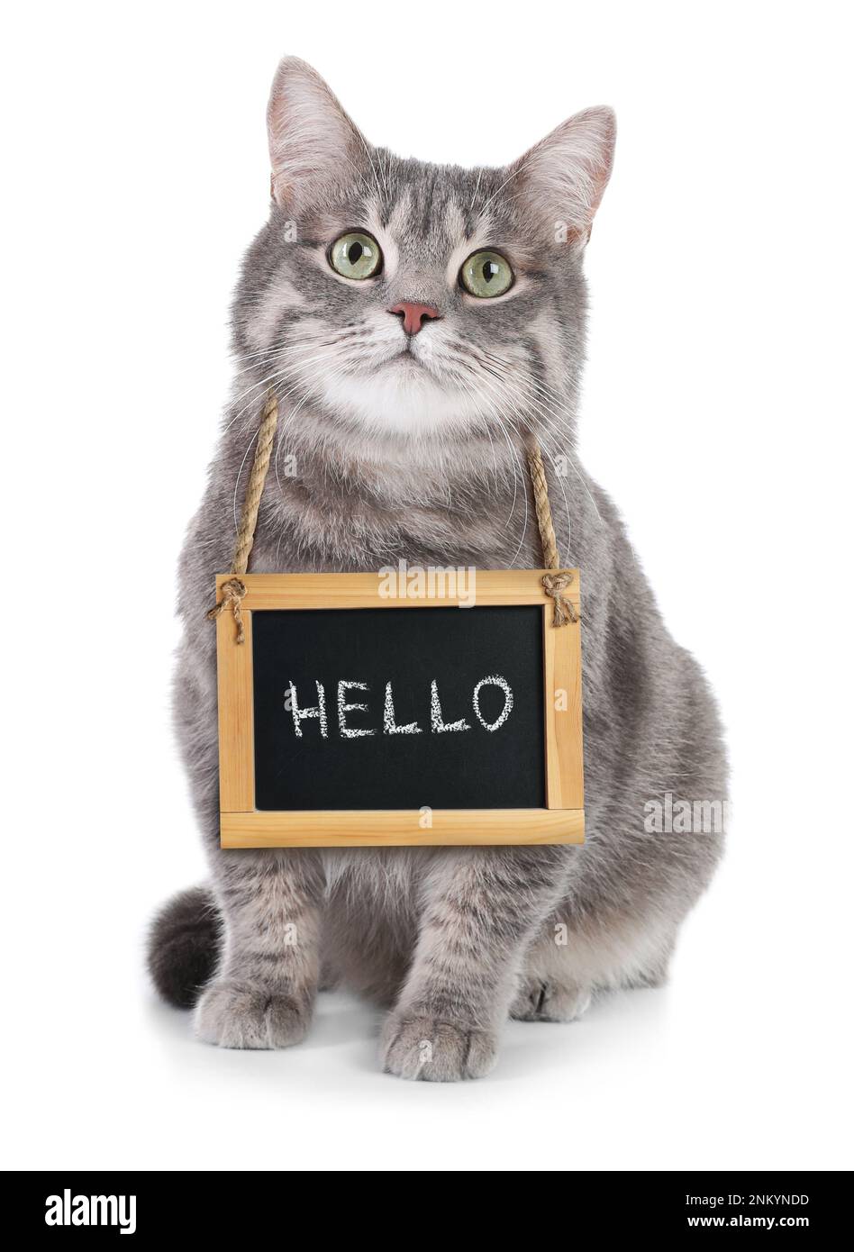 Adorable cat with Hello sign on white background Stock Photo - Alamy