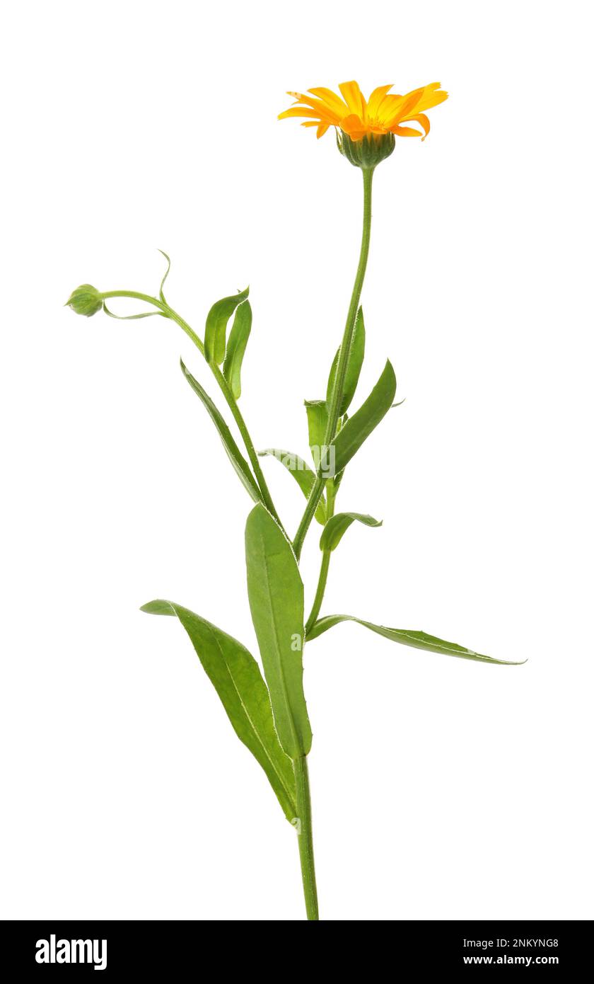 Calendula plant hi-res stock photography and images - Alamy