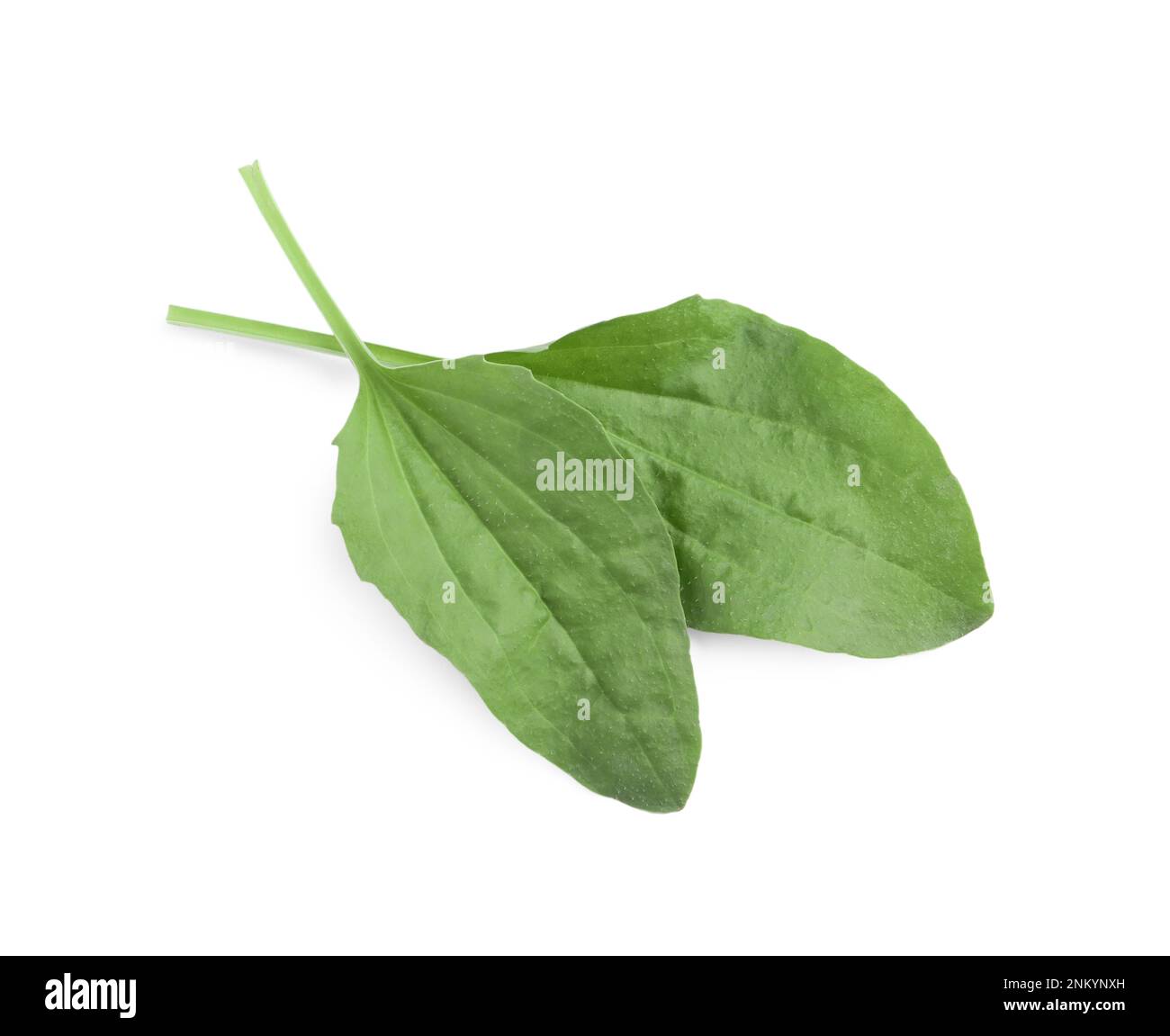 Green broadleaf plantain leaves on white background Stock Photo - Alamy