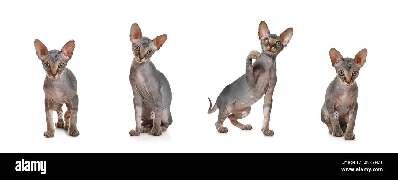 Adorable Sphynx kittens on white background, collage. Banner design ...