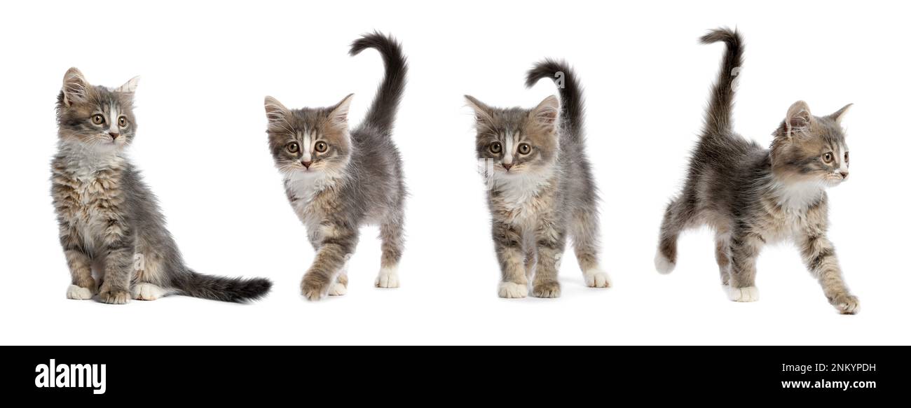 Adorable tabby kittens on white background, collage. Banner design ...